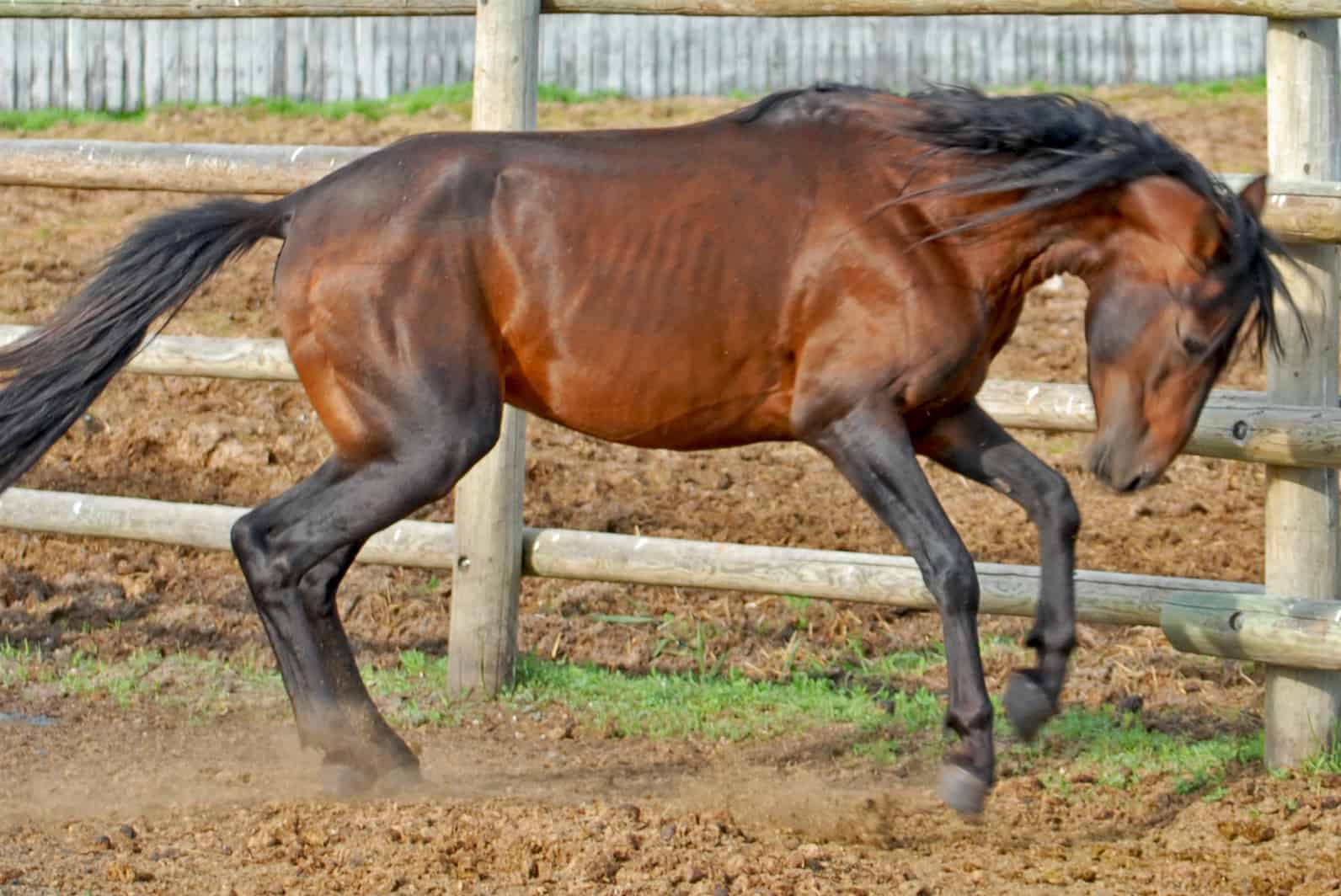 10 Rarest Horse Breeds in the World - Rarest.org