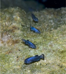 8 Rarest Freshwater Fishes in the World - Rarest.org