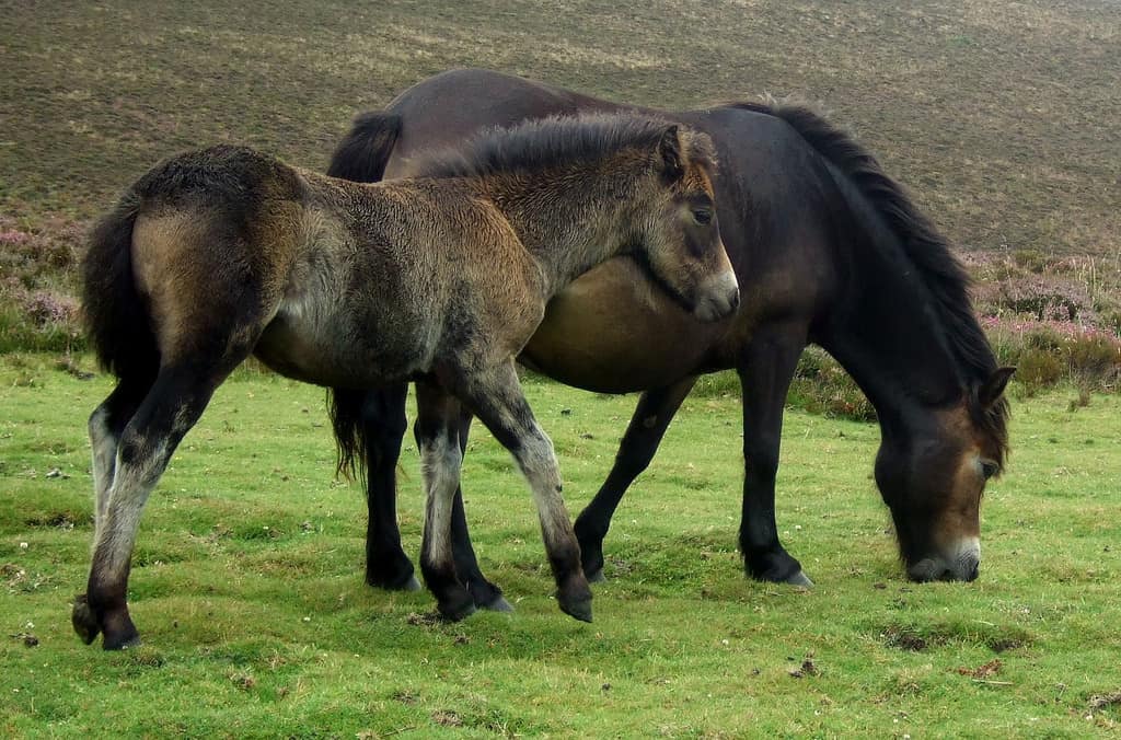 10 Rarest Horse Breeds in the World - Rarest.org