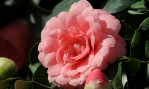 8 Rarest Flowers in the World - Rarest.org