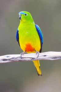 10 Rarest Parrots in the World - Rarest.org