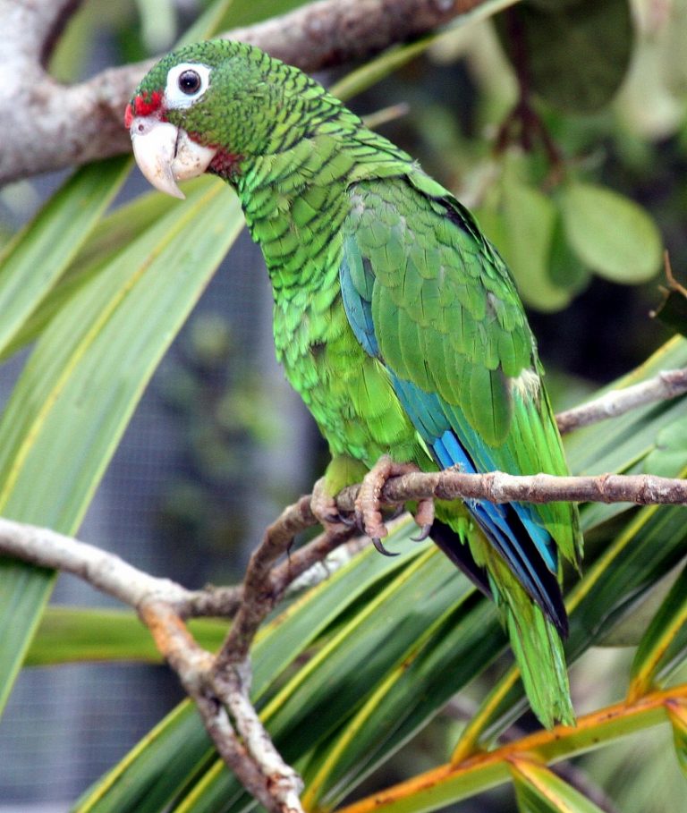 10 Rarest Parrots in the World - Rarest.org