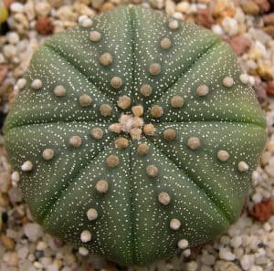 10 Rarest Succulents in the World - Rarest.org