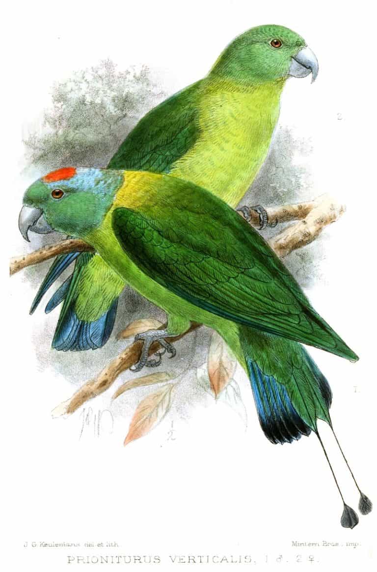 10 Rarest Parrots in the World - Rarest.org