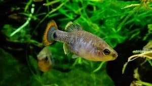 10 Rarest Fish in the World - Rarest.org
