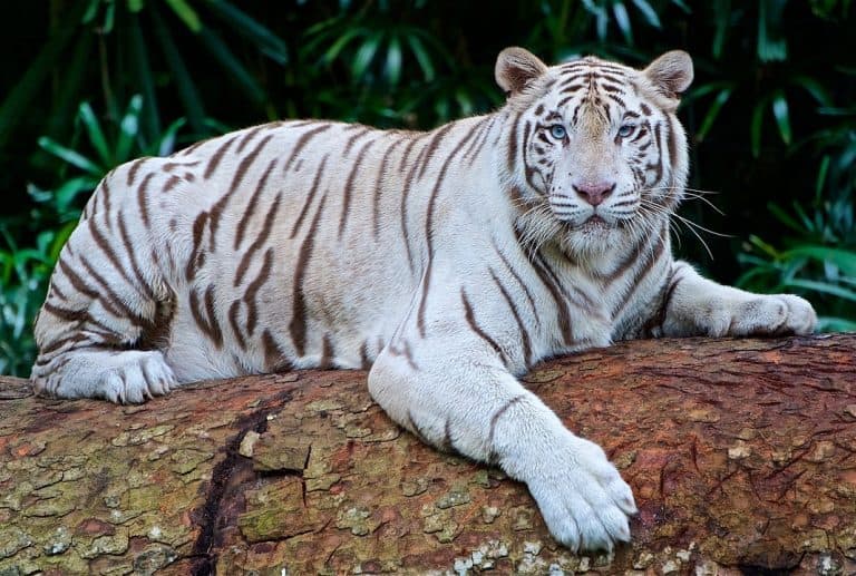 6 Rarest Tiger Species in the World - Rarest.org