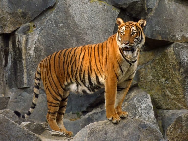 6 Rarest Tiger Species in the World - Rarest.org