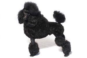 11 Poodle Colors from Least to Most Rarest - Rarest.org