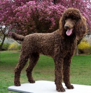 11 Poodle Colors from Least to Most Rarest - Rarest.org