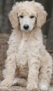 11 Poodle Colors from Least to Most Rarest - Rarest.org