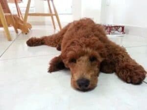 11 Poodle Colors from Least to Most Rarest - Rarest.org