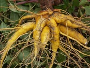 10 Rarest Vegetables in the World - Rarest.org