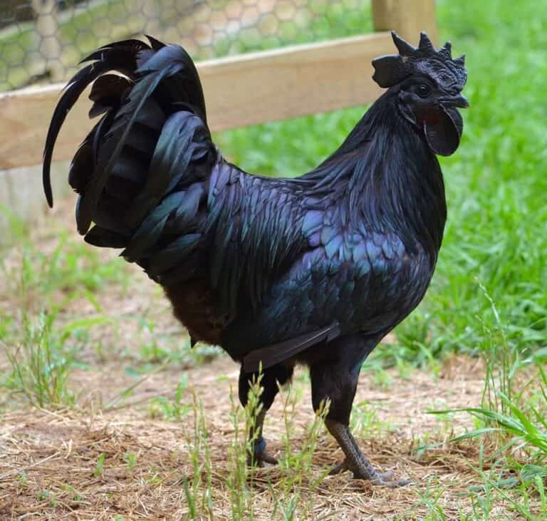 8 Most Expensive Chicken Breeds You Can Buy - Rarest.org