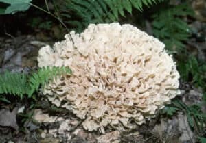 10 Rarest Mushrooms Found in Nature - Rarest.org