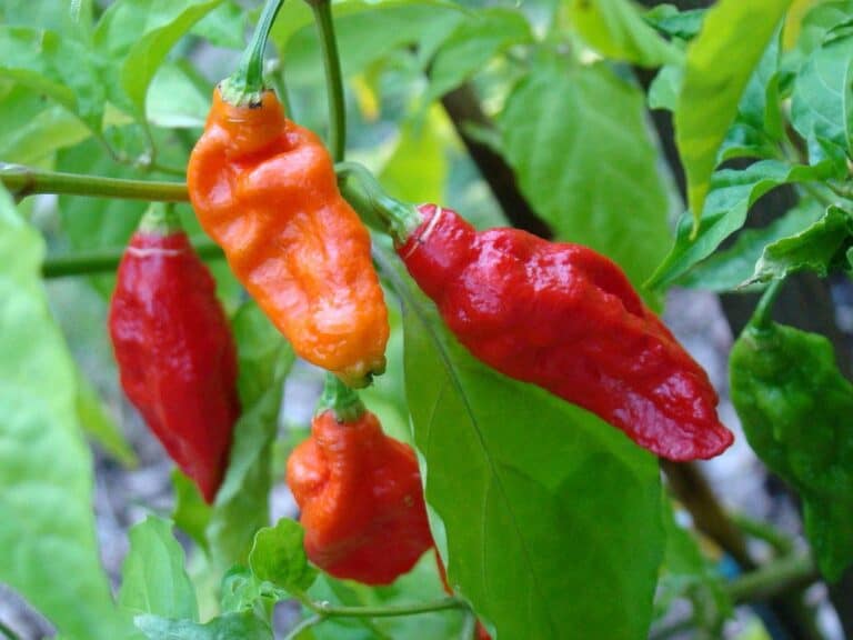 8 Rarest Spices From Around The World - Rarest.org