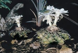 8 of the Rarest Cactus Plants In The World - Rarest.org