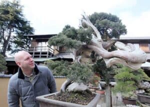 8 Most Expensive Bonsai Trees Ever Sold - Rarest.org
