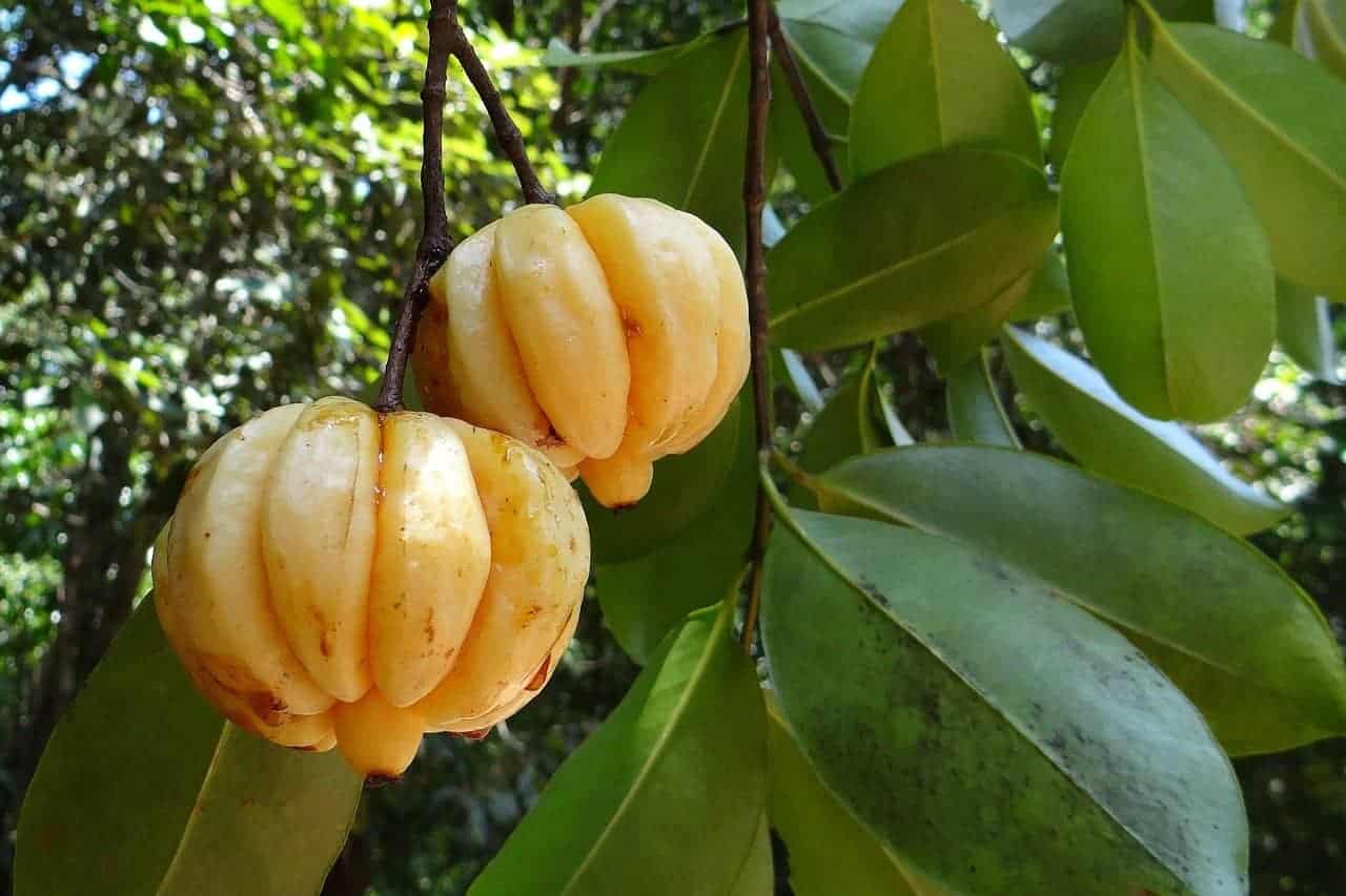 8 Rarest Spices From Around The World - Rarest.org