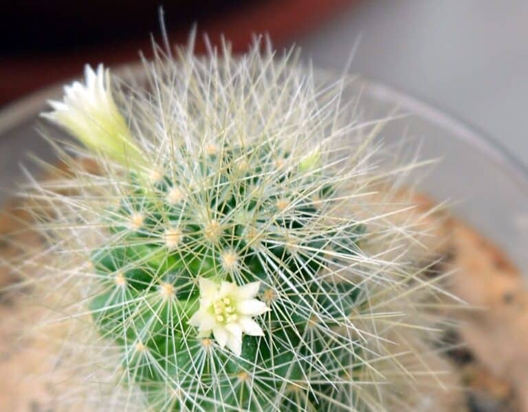 8 of the Rarest Cactus Plants In The World - Rarest.org