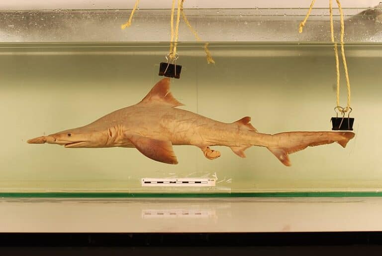 10 Rarest Types of Sharks in the World - Rarest.org