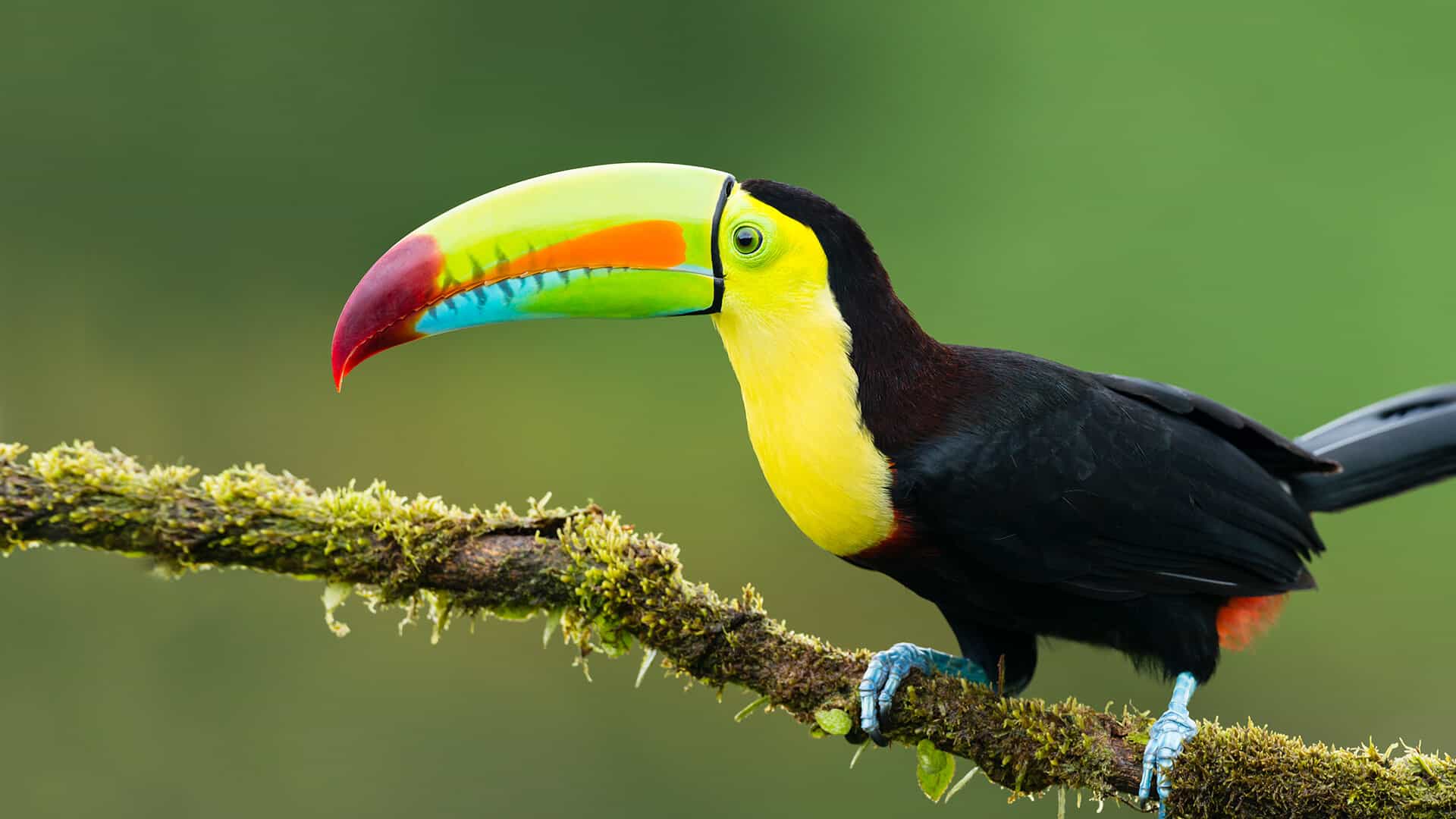 8 Most Expensive Birds On Earth - Rarest.org