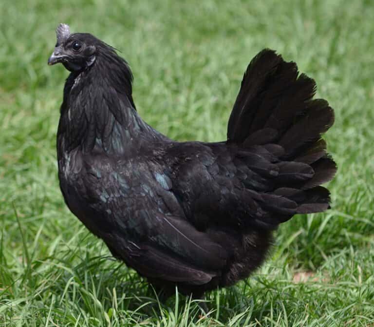 8 Most Expensive Birds On Earth - Rarest.org