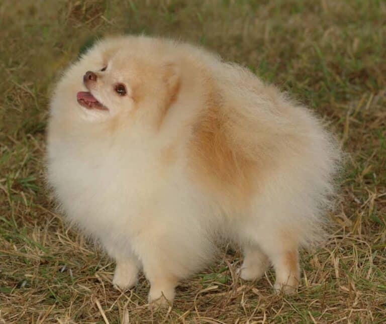 8 Rare and Unique Pomeranian Colors - Rarest.org