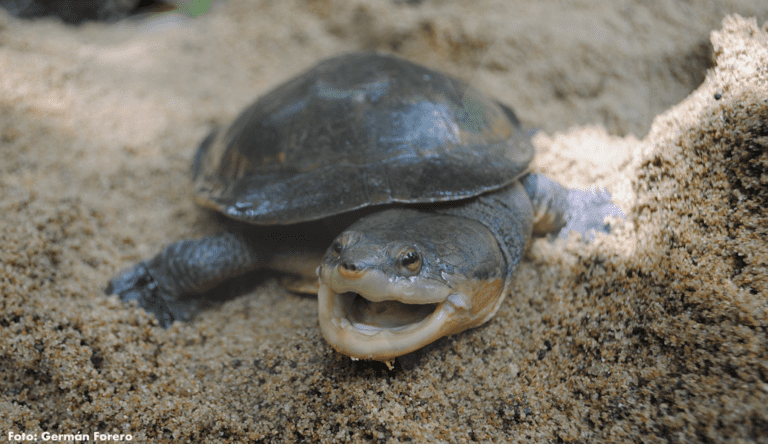 10 Rarest Turtles in the World - Rarest.org