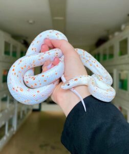 10 Most Expensive Snakes You Can Own - Rarest.org