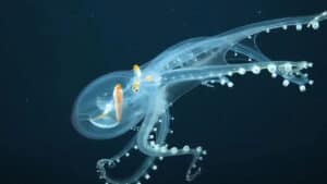 8 Unique and Rarest Octopus Species in the World - Rarest.org