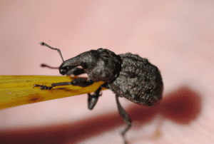 9 Rarest Insects in the World - Rarest.org