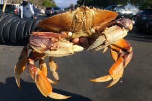 8 Most Expensive Crabs in the World - Rarest.org