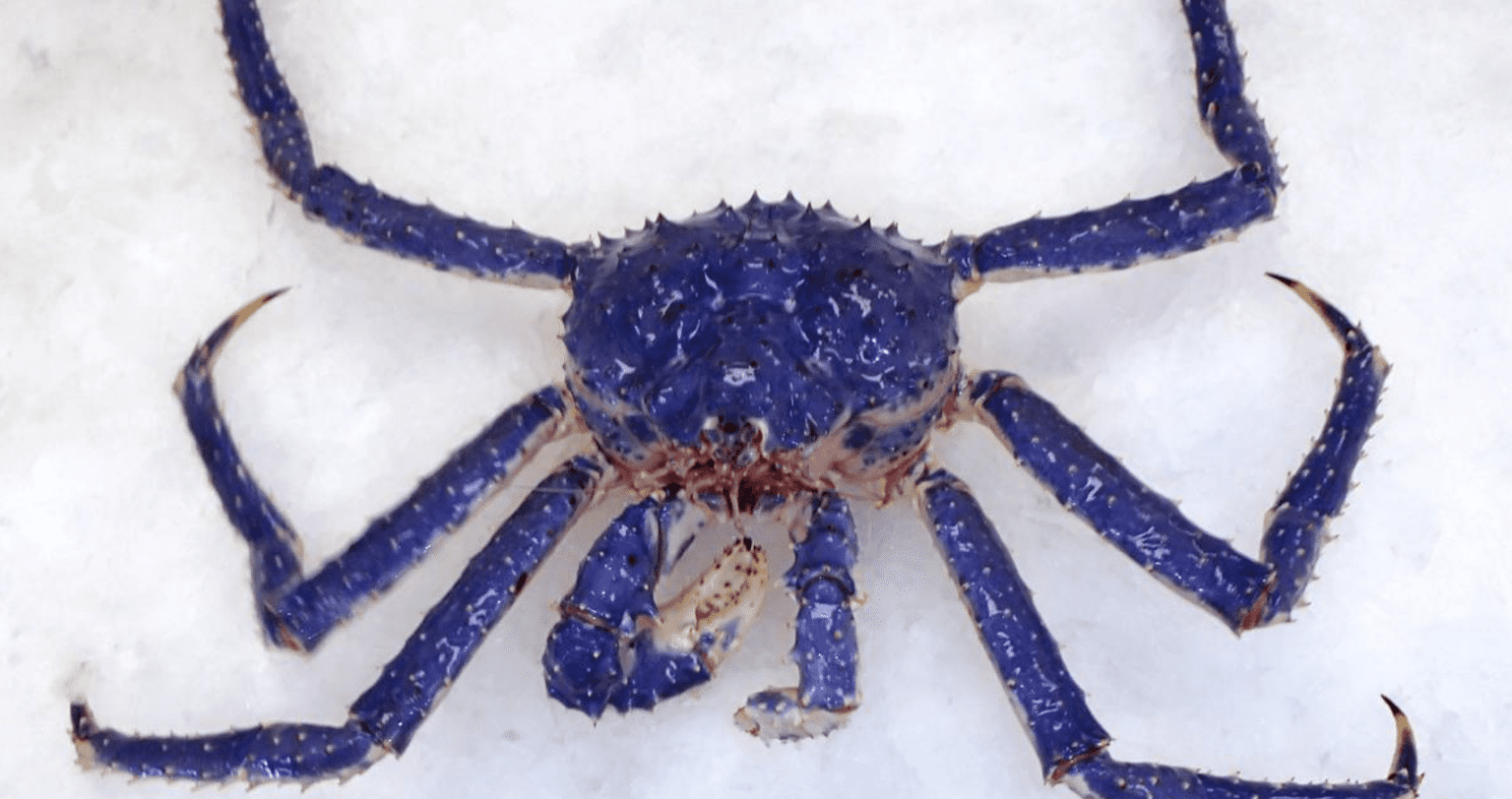 8 Most Expensive Crabs in the World - Rarest.org