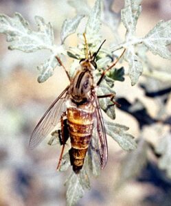 8 Rarest Insect Species Found in the World - Rarest.org