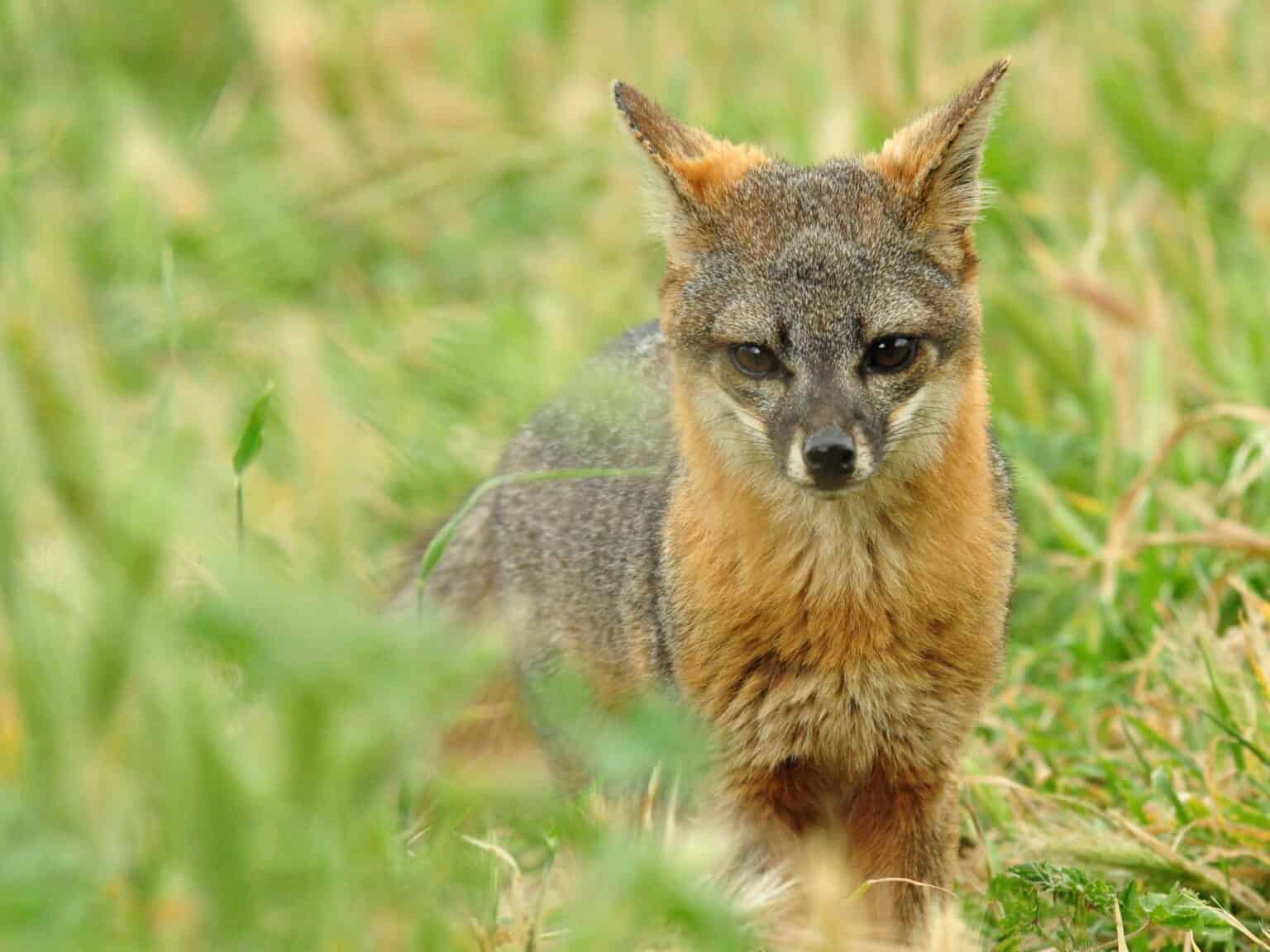8 Rarest Foxes in the World - Rarest.org