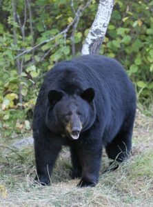 8 Rarest Bear Species in the World - Rarest.org