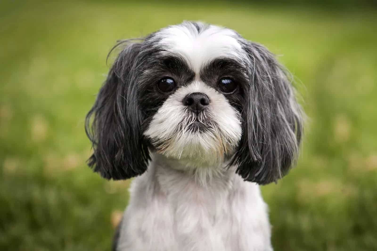 12 Most Expensive Small Dogs in the World - Rarest.org