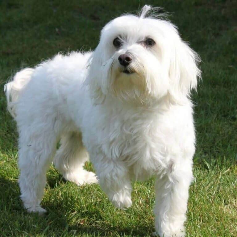 12 Most Expensive Small Dogs in the World - Rarest.org