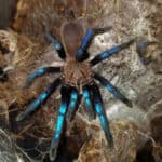 8 Most Expensive Tarantulas You Can Buy - Rarest.org