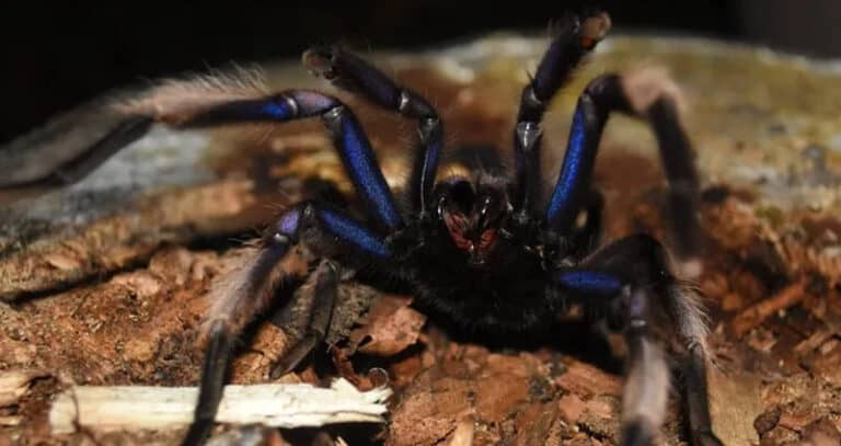 8 Most Expensive Tarantulas You Can Buy - Rarest.org