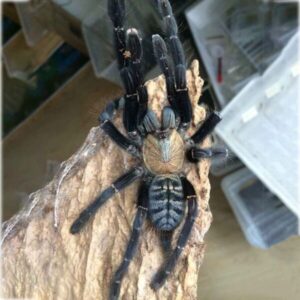 8 Most Expensive Tarantulas You Can Buy - Rarest.org