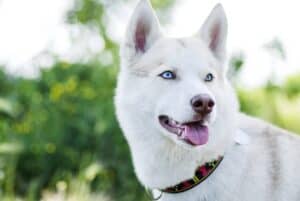 8 Rarest Siberian Husky Coat Colors and Patterns - Rarest.org
