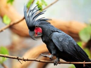 10 Most Expensive Parrots in the World - Rarest.org
