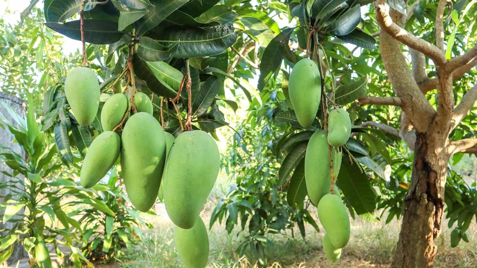 4 Most Expensive Mangoes in the World - Rarest.org