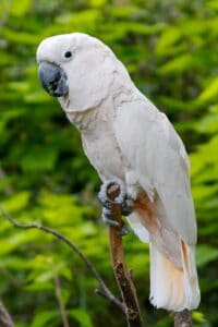10 Most Expensive Parrots in the World - Rarest.org