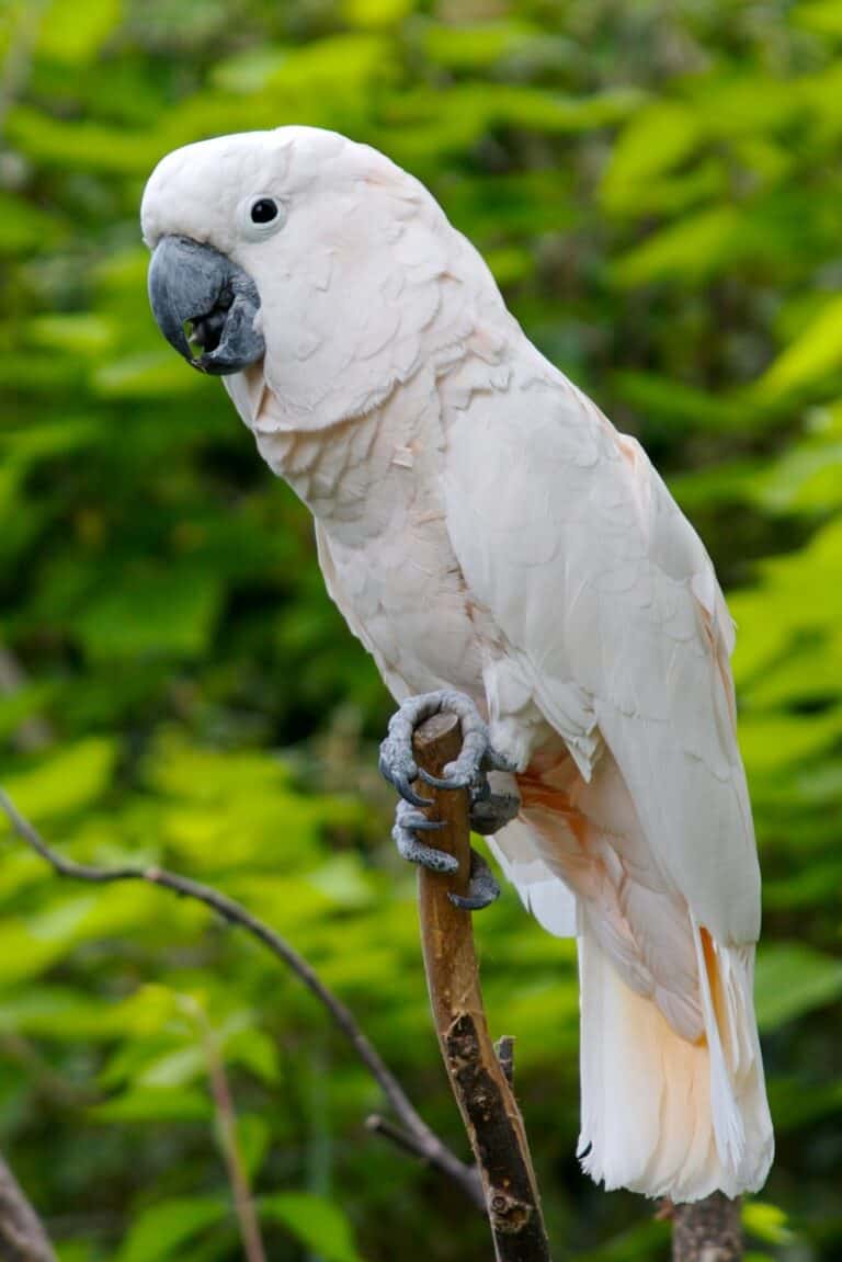 10 Most Expensive Parrots in the World - Rarest.org