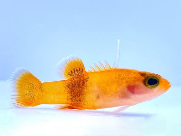 10 Most Expensive Saltwater Fish You Can Buy - Rarest.org