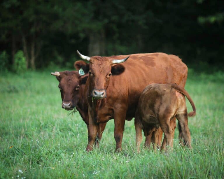 8 Rarest Cattle Breeds in the World - Rarest.org