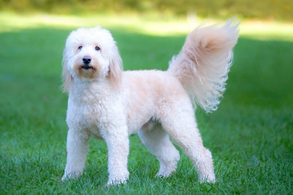 8 Rarest Goldendoodle Colors - Rarest.org