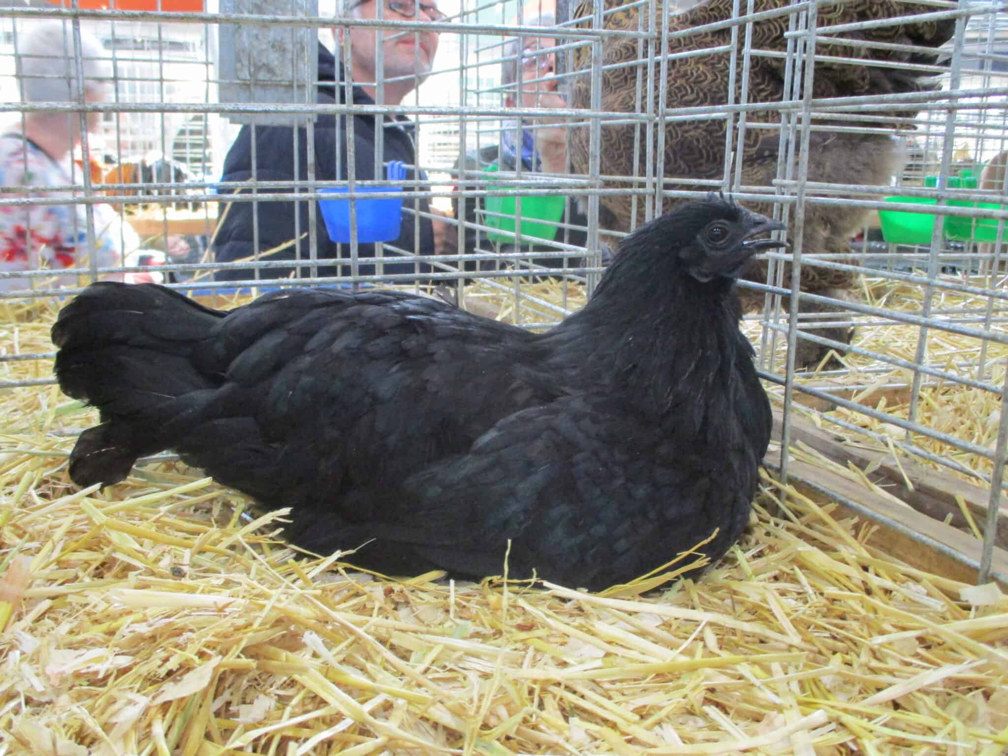 6 Most Expensive Birds You Can Own - Rarest.org